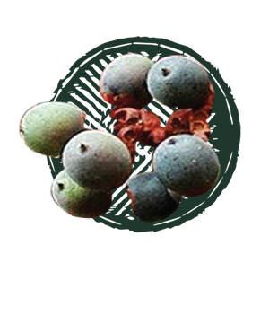 Taperebá: Descubra os Benefícios deste Superfood Amazônico – Mahta