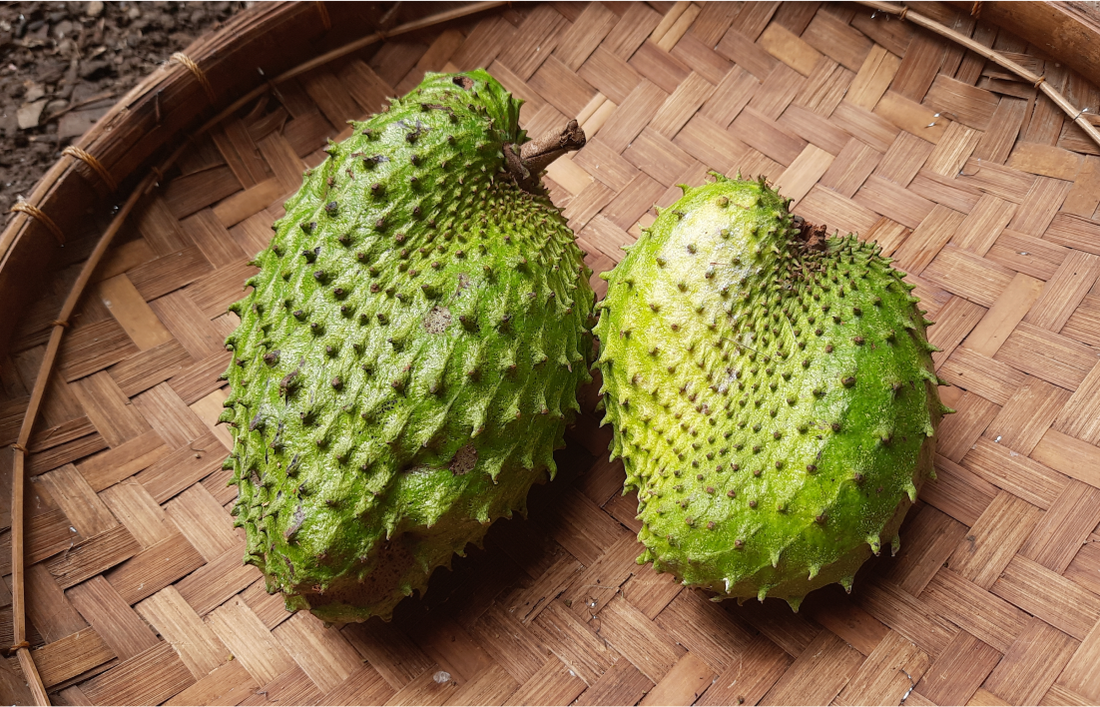 Descubra os Benefícios da Graviola: Uma Superfruta Tropical – Mahta