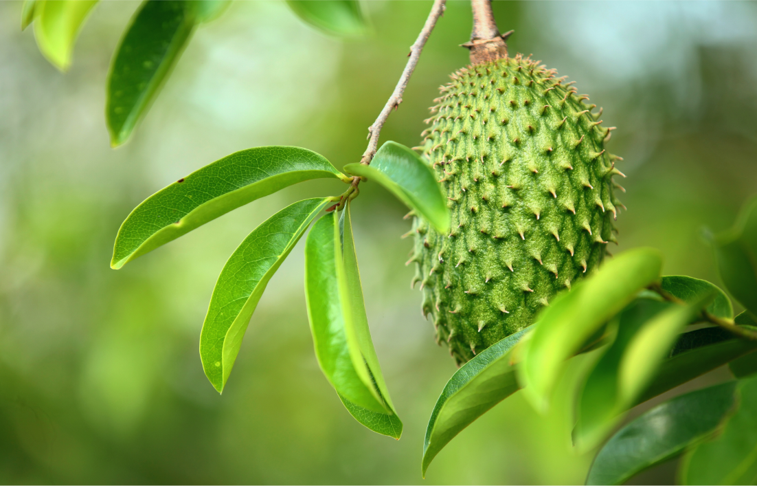 Descubra os Benefícios da Graviola: Uma Superfruta Tropical – Mahta
