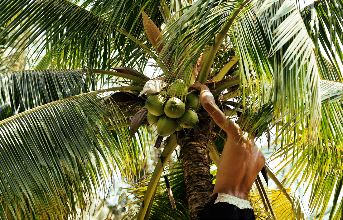 Descubra os Benefícios do Coco seco: Um Superfood Versátil e ...