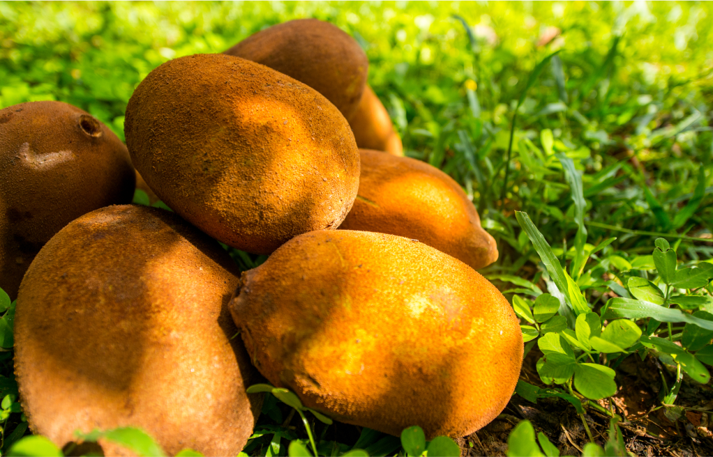 Cupuaçu: Descubra os Benefícios e Delícias desse Superfruto Amazônico ...