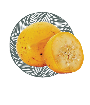 Marapuama: a planta medicinal amazônica e superfood | Mahta